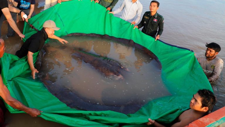 Fishermen in Cambodia catch 300 kg ray: the largest freshwater fish ...